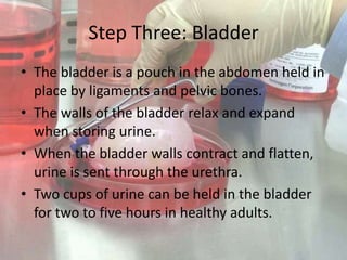 Urinary system | PPTX