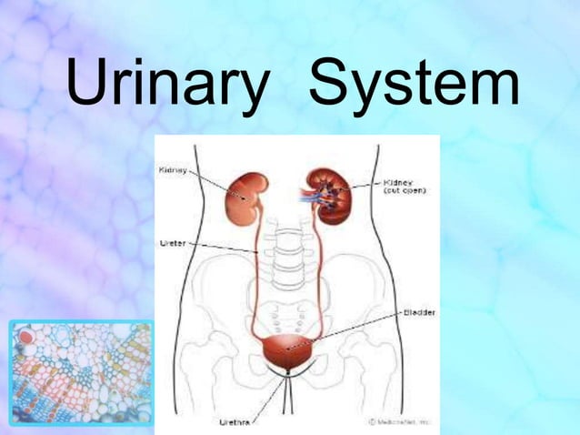 Urinary system | PPT
