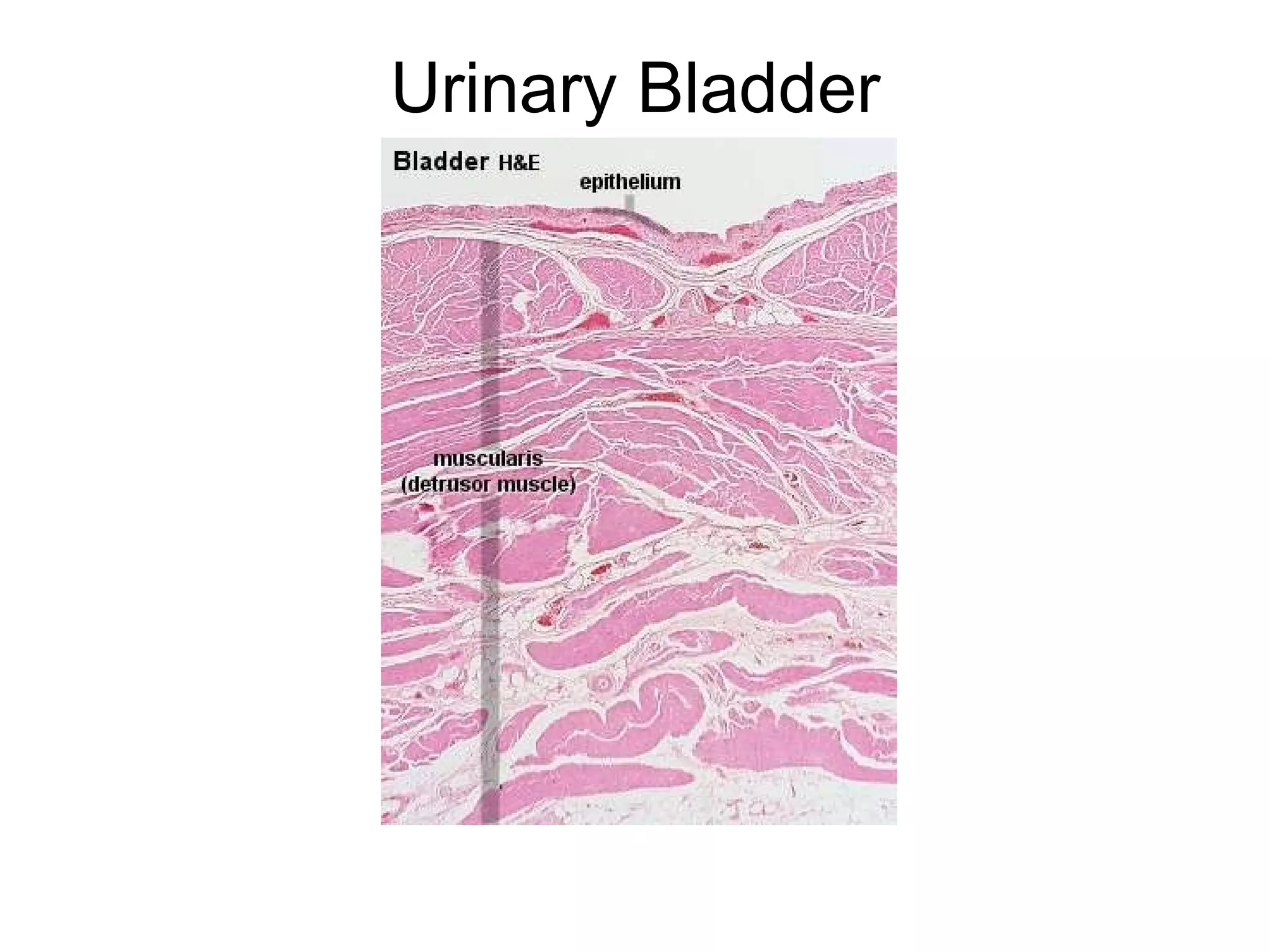 Urinary system | PPT