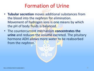 Urinary system | PPTX