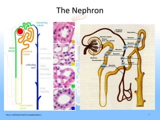 Nephron Diagram For Kids