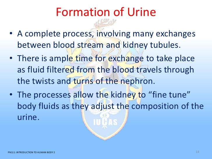 😊 Describe the process of urine formation in the kidneys. describe the ...