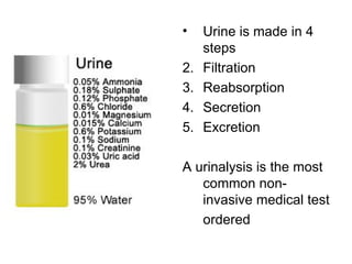 Urinary system | PPT