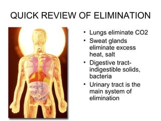 Urinary system | PPT