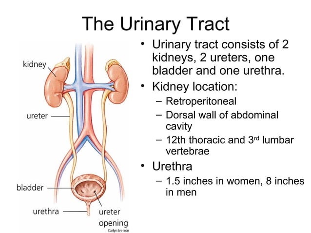 Urinary system | PPT
