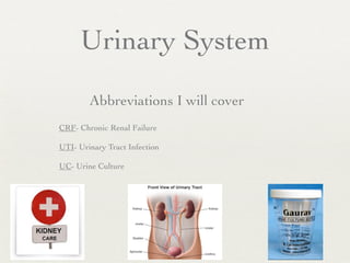 Urinary system | KEY