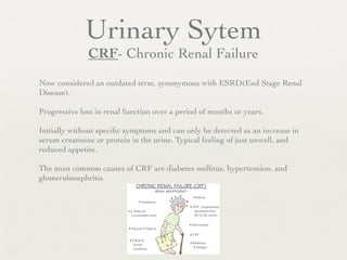 Urinary system | KEY