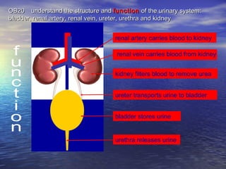 Urinary system | PPT