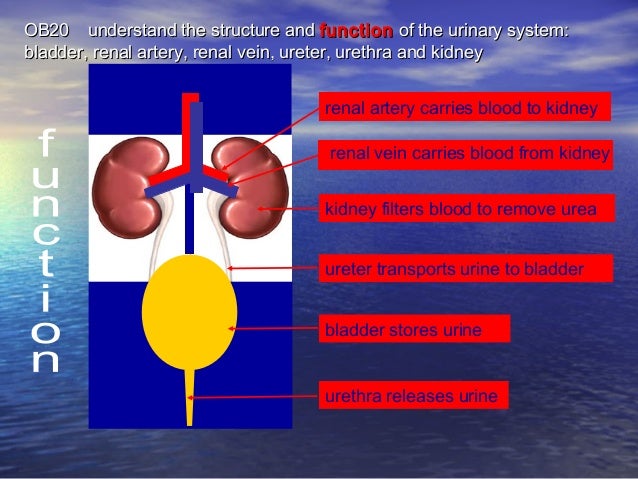 Urinary system