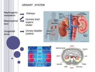 Urinary system | PPTX