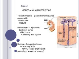 Urinary system | PPTX