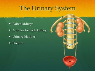 Urinary system | PPTX
