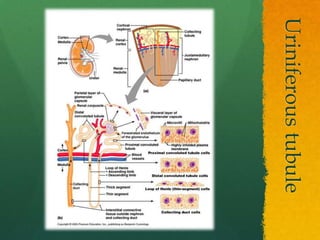 Urinary system