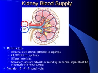 Urinary system | PPT