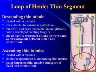 Urinary system | PPT