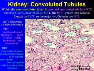 Urinary system | PPT