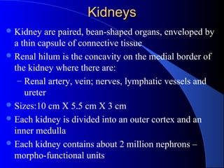 Urinary system | PPT