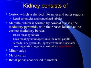 Urinary system | PPT