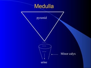 Urinary system | PPT