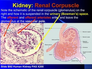 Glomerulus Slide
