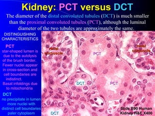Urinary system | PPT