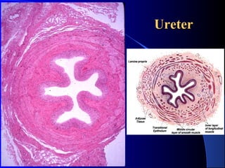 Urinary system | PPT