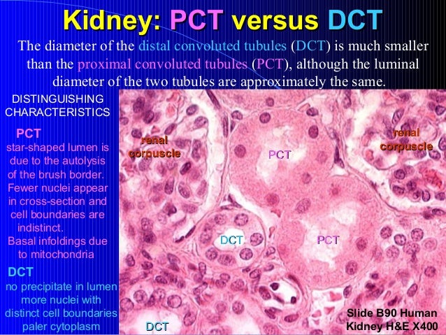 Urinary system