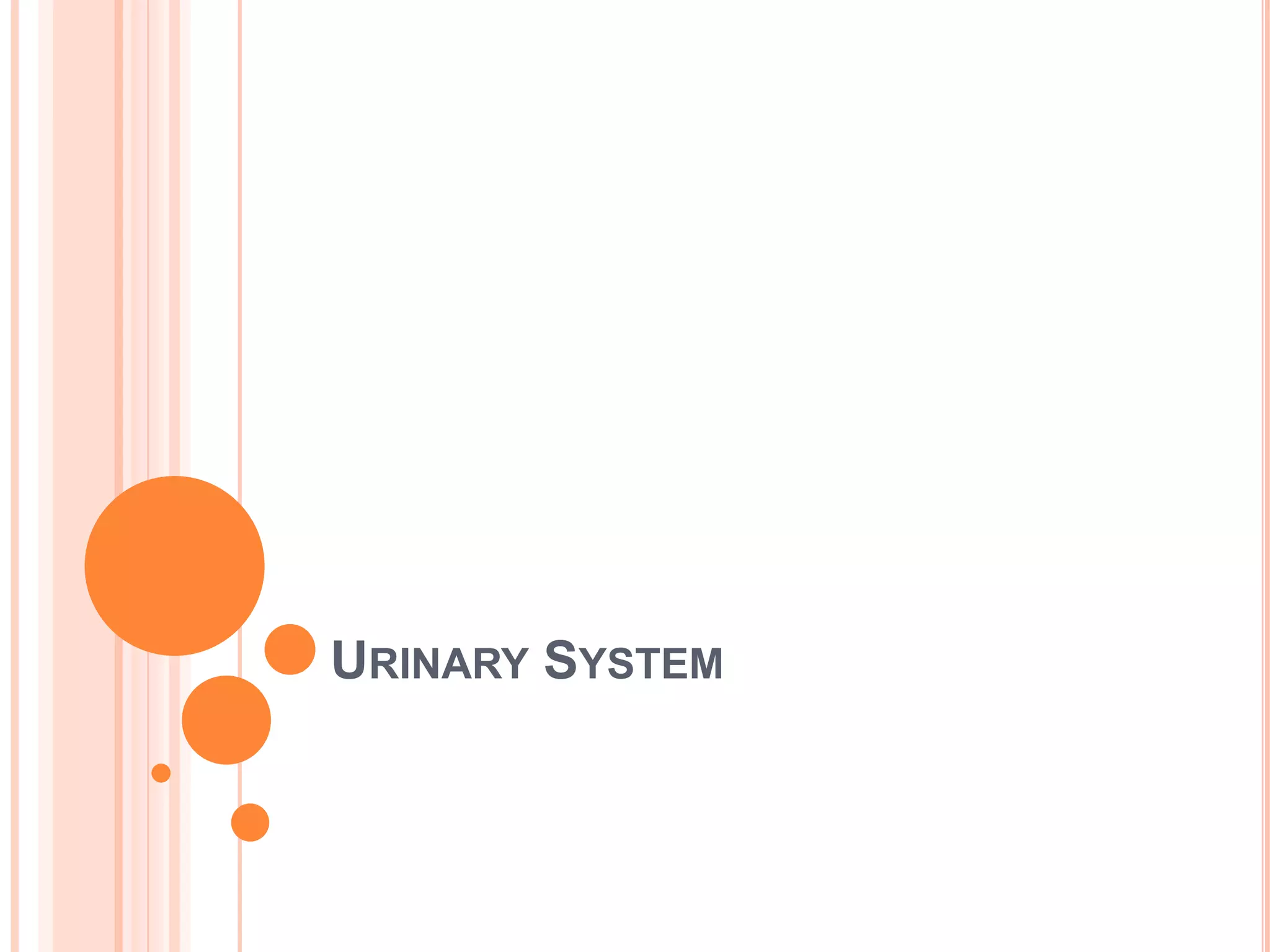 Urinary system | PPT