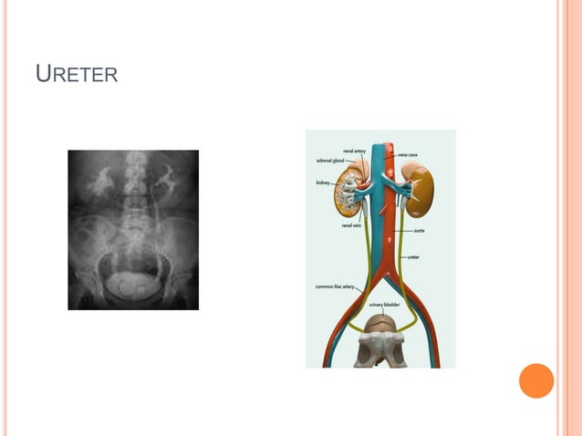 Urinary system | PPT