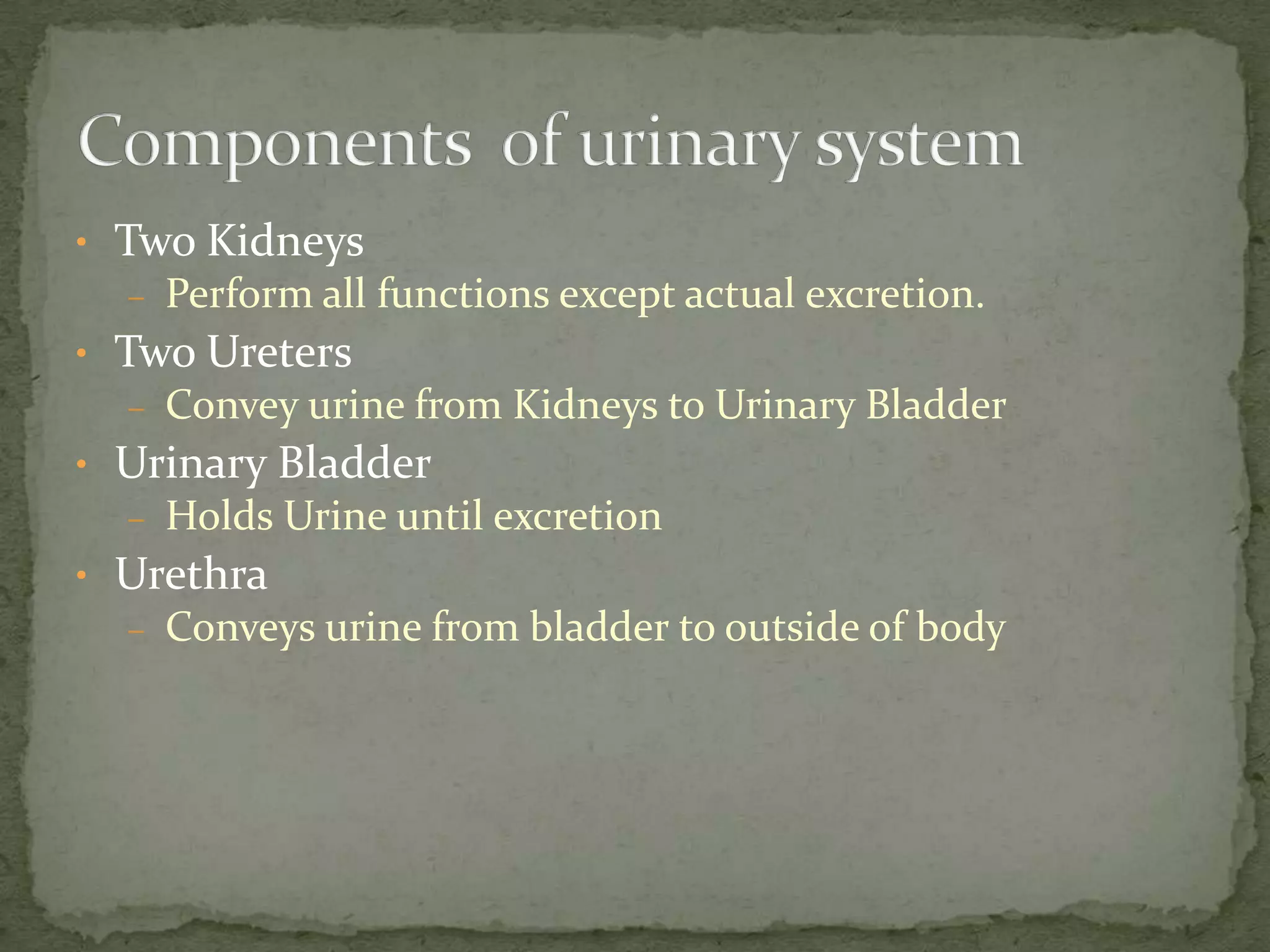 Gross anatomy of Urinary System | PPTX