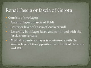 Gross anatomy of Urinary System | PPTX
