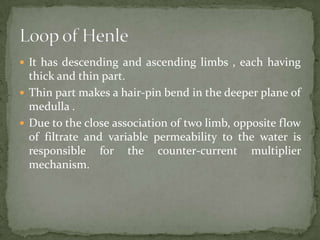 Gross anatomy of Urinary System | PPTX