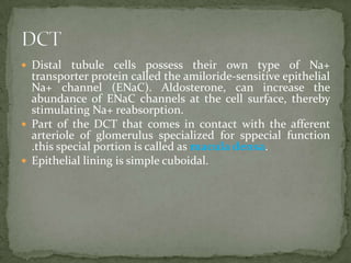 Gross anatomy of Urinary System | PPTX