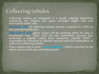 Gross anatomy of Urinary System | PPTX