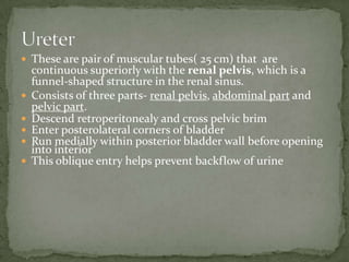 Gross anatomy of Urinary System | PPTX