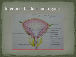 Gross anatomy of Urinary System | PPTX