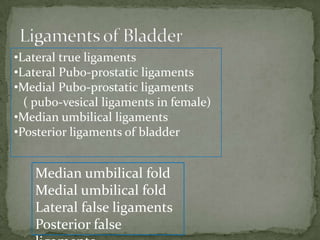 Gross anatomy of Urinary System | PPTX