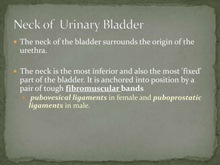 Gross anatomy of Urinary System | PPT