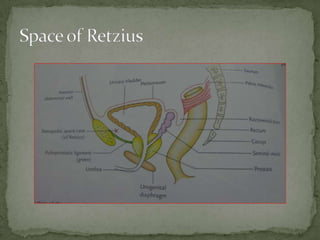 Gross anatomy of Urinary System | PPT