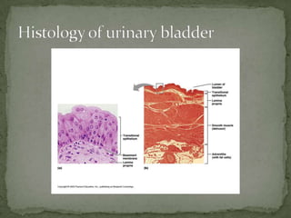 Bladder Slide Labeled