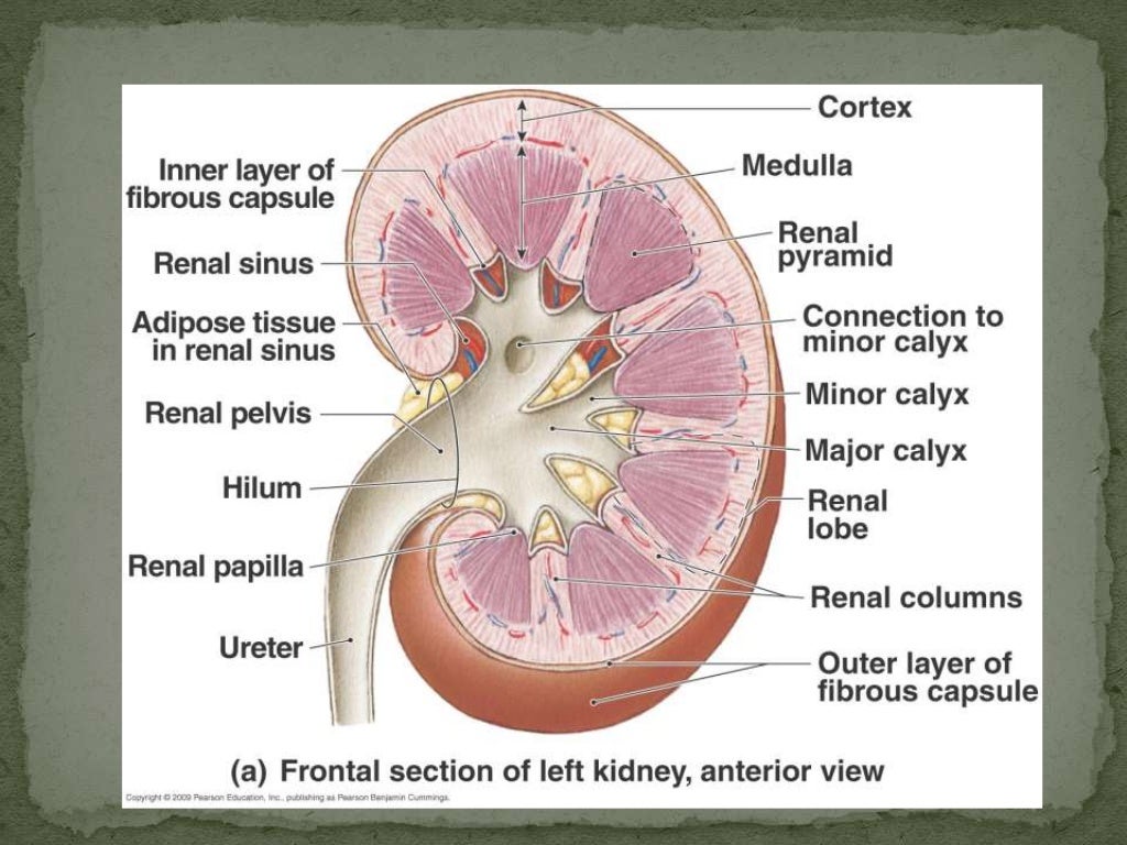 Gross anatomy of Urinary System