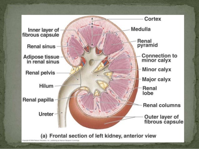 Gross anatomy of Urinary System