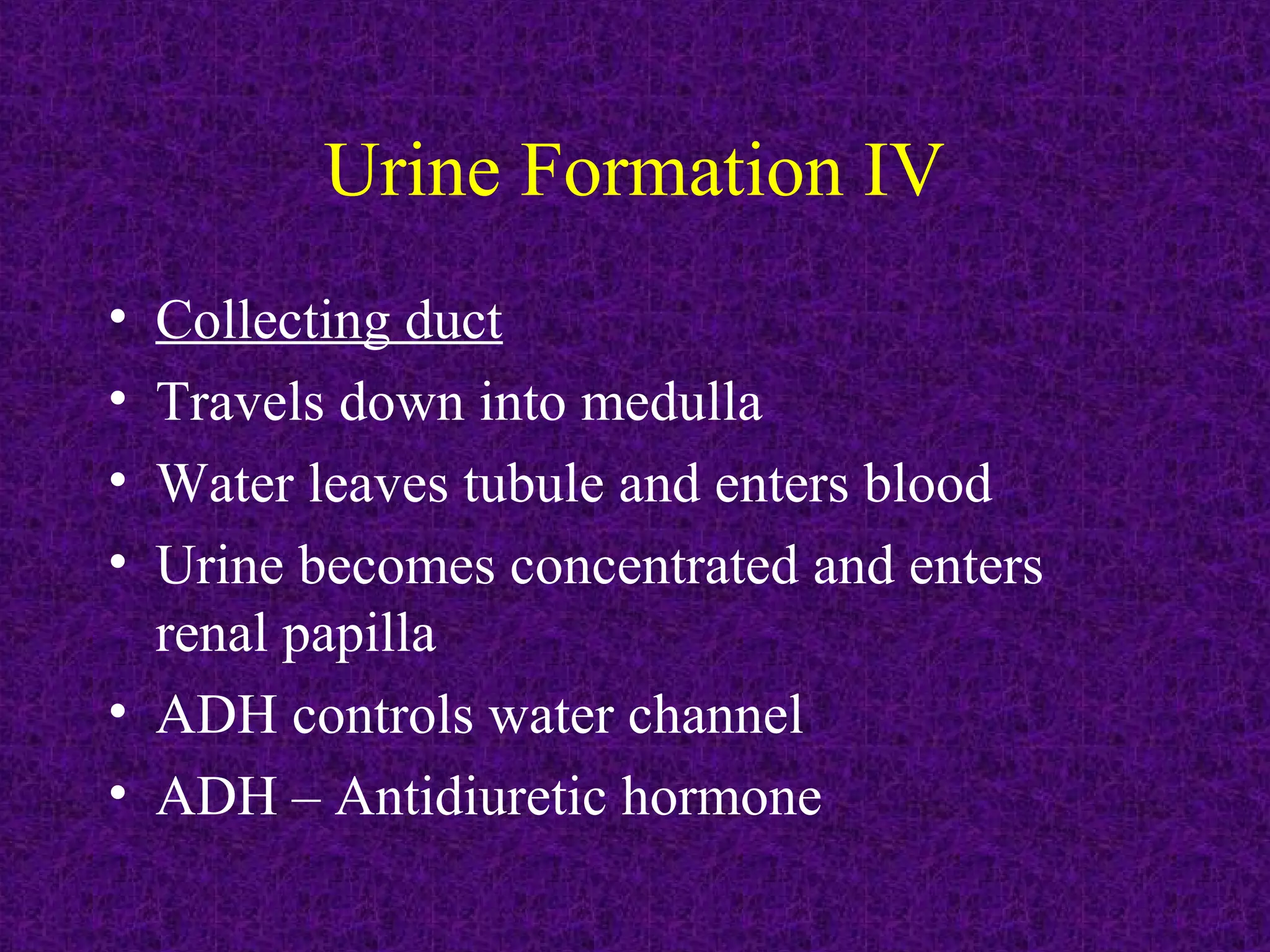 Urinary System | PPT