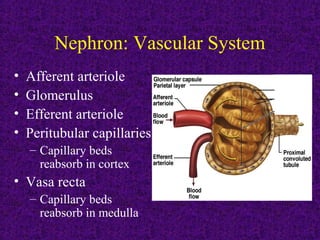 Urinary System | PPT