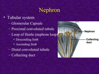 Urinary System | PPT