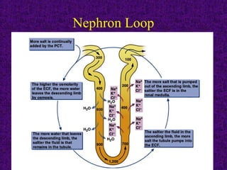 Urinary System | PPT