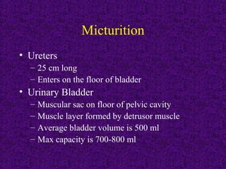 Urinary System | PPT