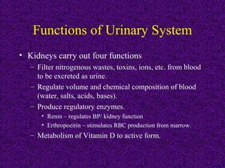 Urinary System | PPT