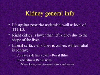 Urinary System | PPT