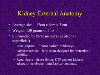 Urinary System | PPT